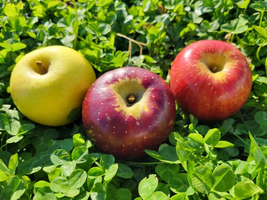 Azumino - Fruit Farm Experience with All Five Senses - November ...